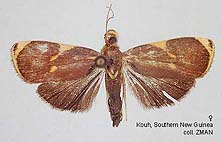 Papua Insects Foundation (Lepidoptera/Immidae thumbnails)
